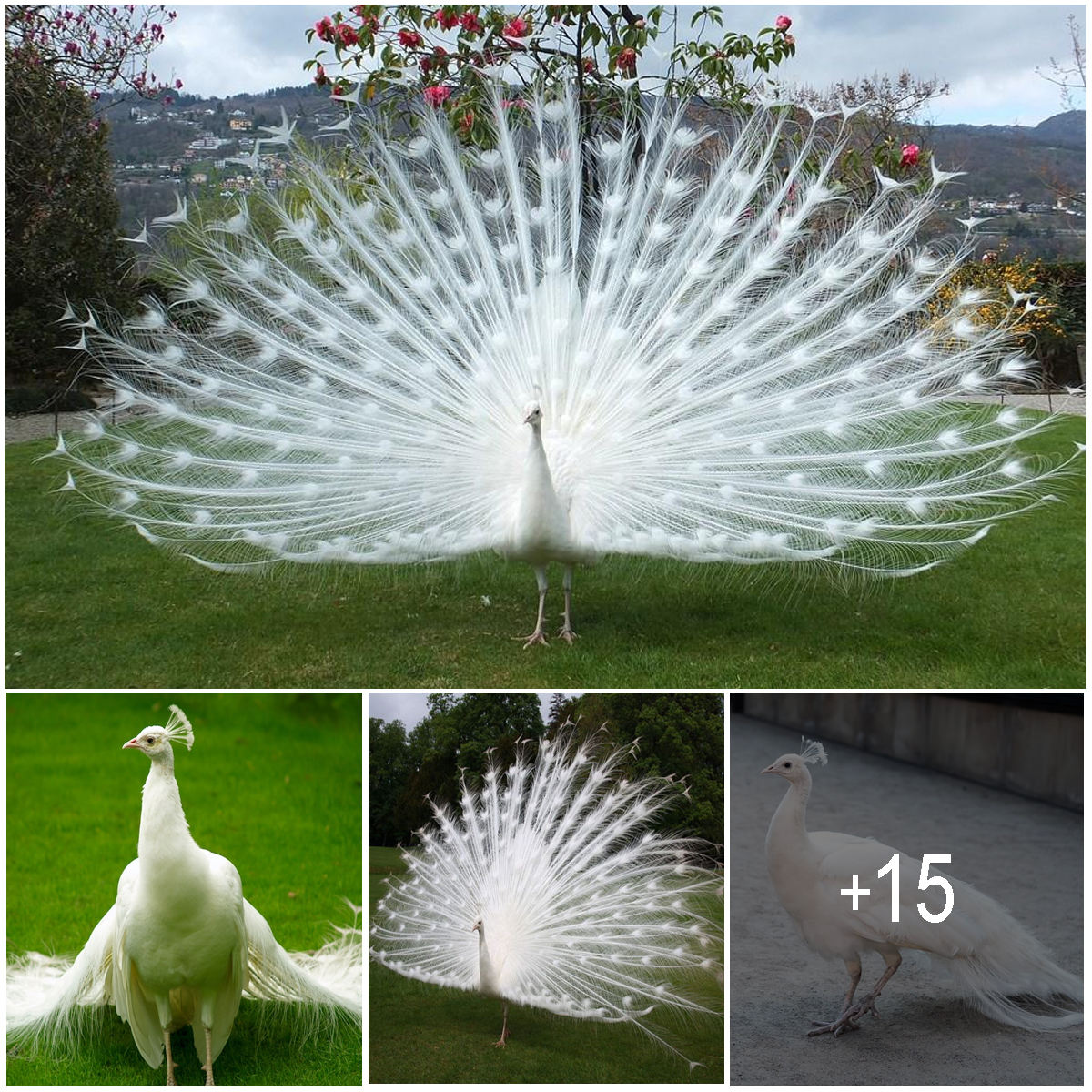 Meet The Stunning White Peacock – One Of The Most Beautiful Birds In ...