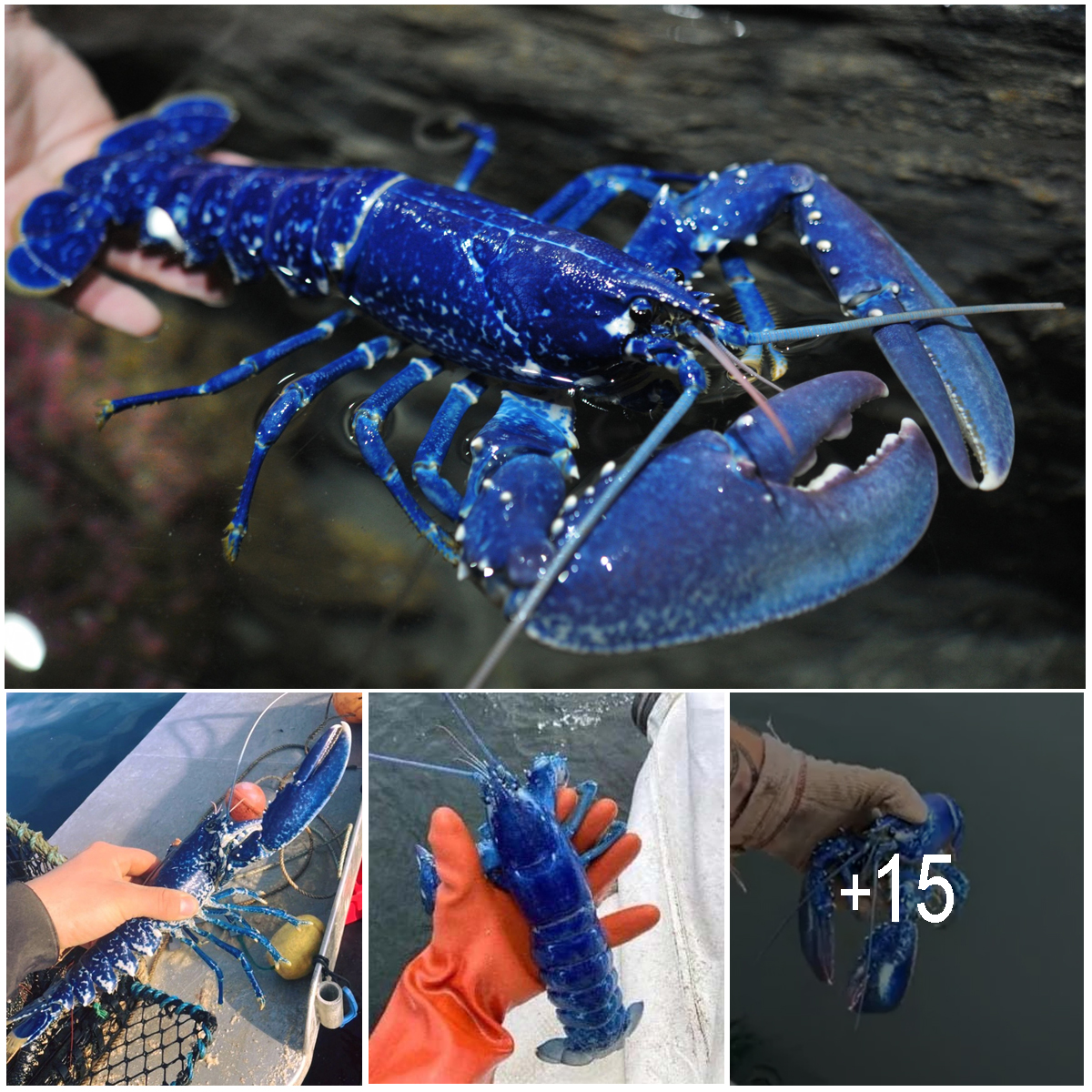 Stunned British Fisherman Catches Ultra-Rare Blue Lobster, Dubbed 'One ...