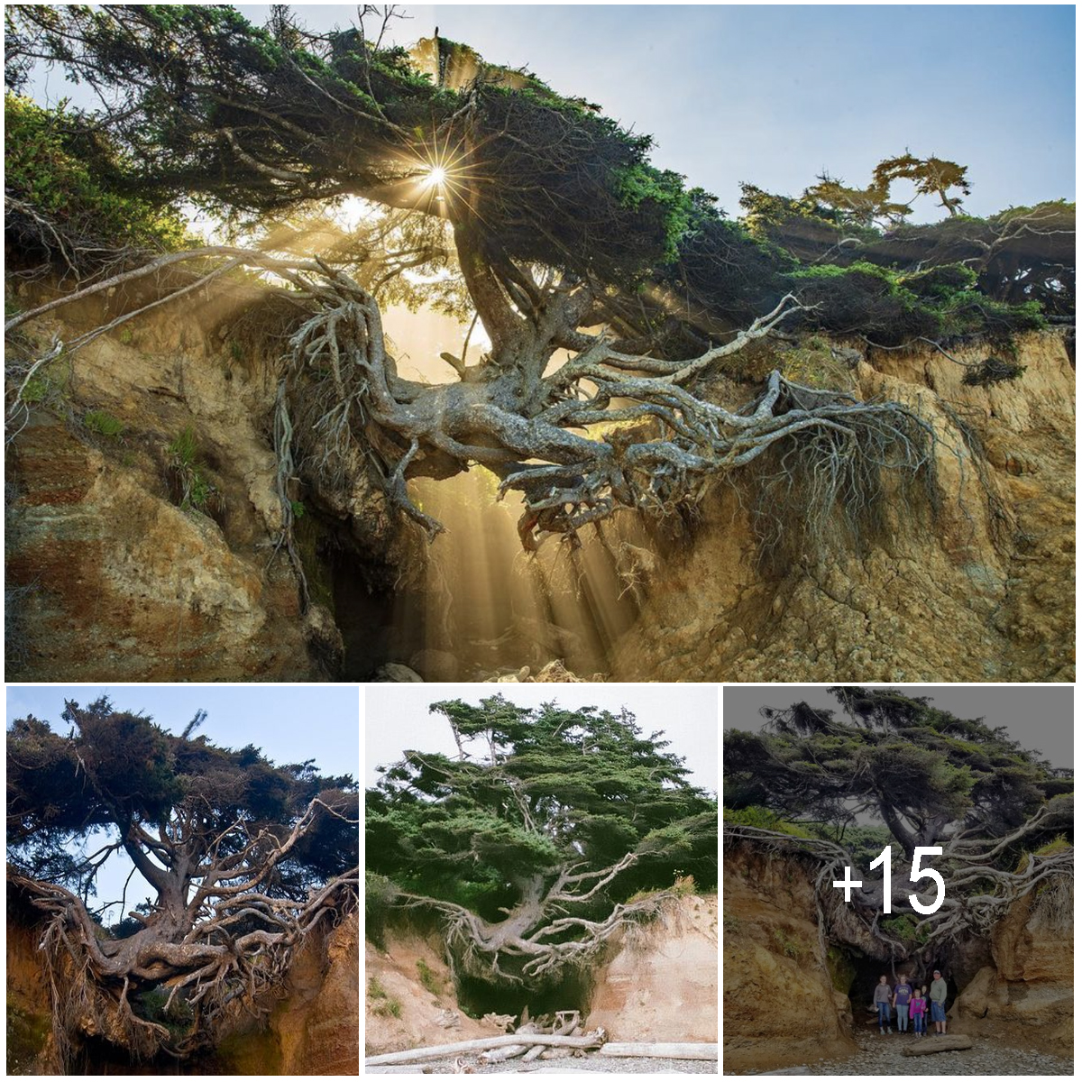 Washington State’s ‘Tree Of Life’ Has Been Defying Logic For Years ...