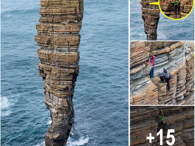 'Algerian gorilla fish' with ape-like face that 'feasts on whales ...