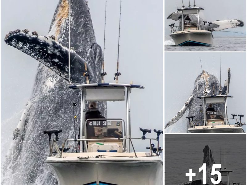 Incredible Moment World's Largest Sea Turtle Emerges From The Sea ...