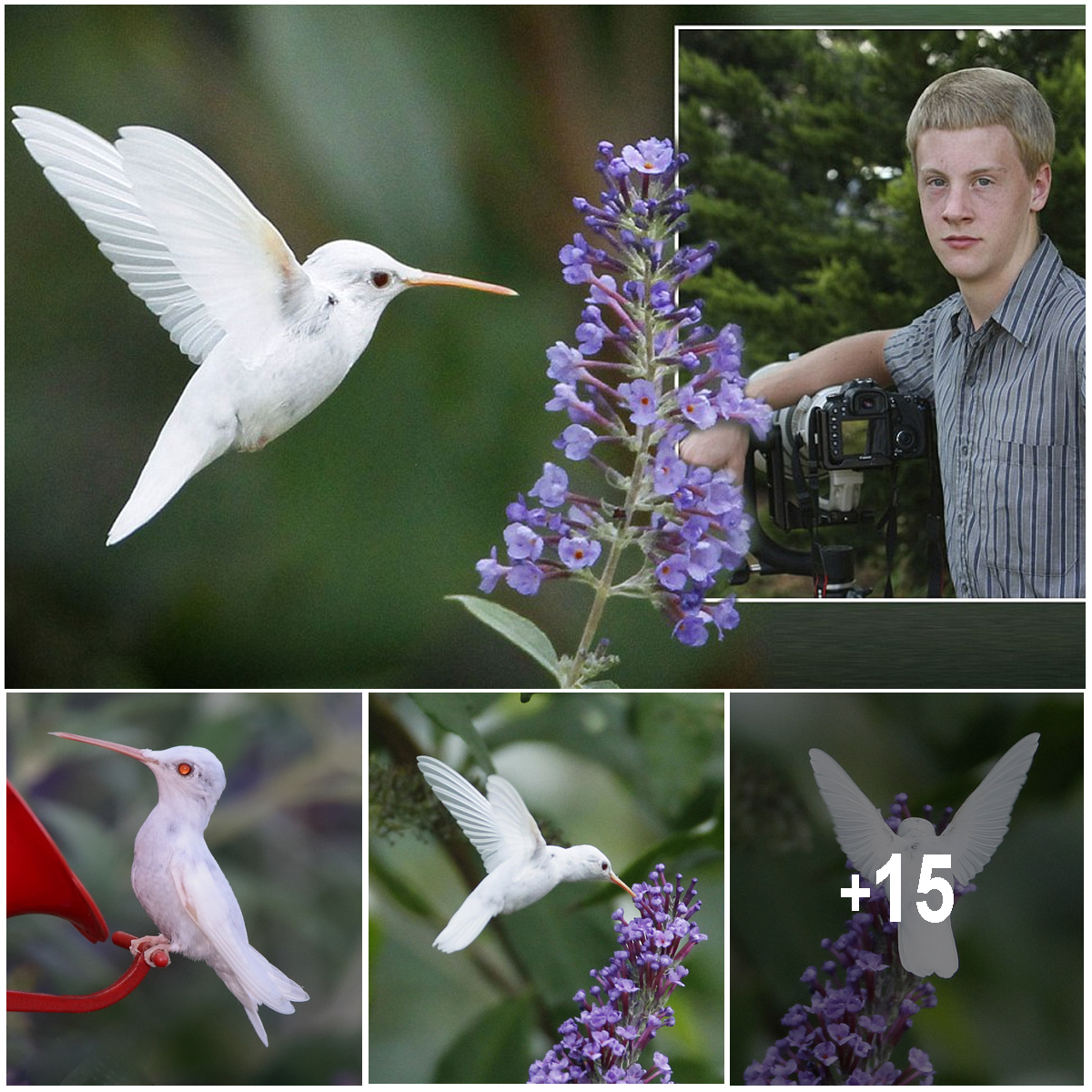 Breath-taking photos of rare albino Ruby-throated Hummingbird ...