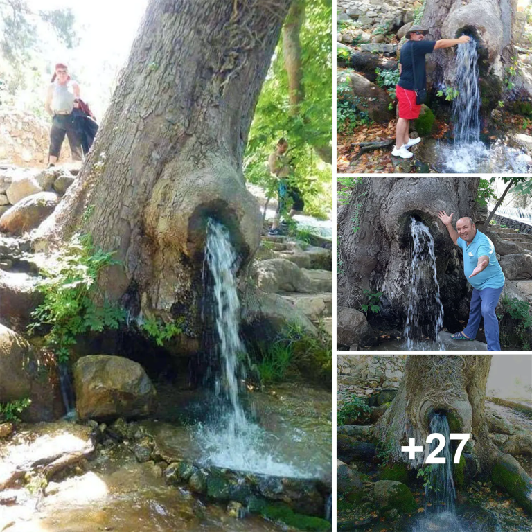 Water Gushes Out Of 150-Year-Old Mulberry Tree - Amazing Nature
