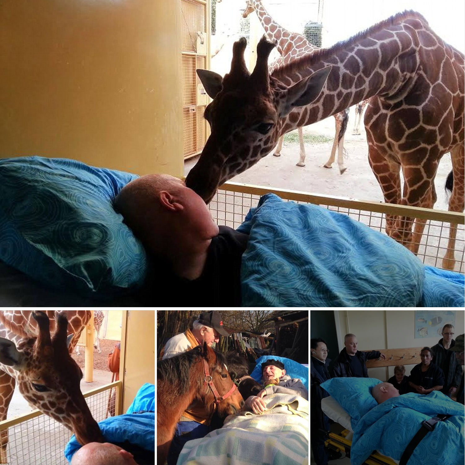 A gentle kiss goodbye! Heartbreaking moment giraffe kisses dуіng ...